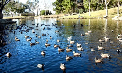 costa-mesa-tewinkle-park - Newport Medical and Wellness